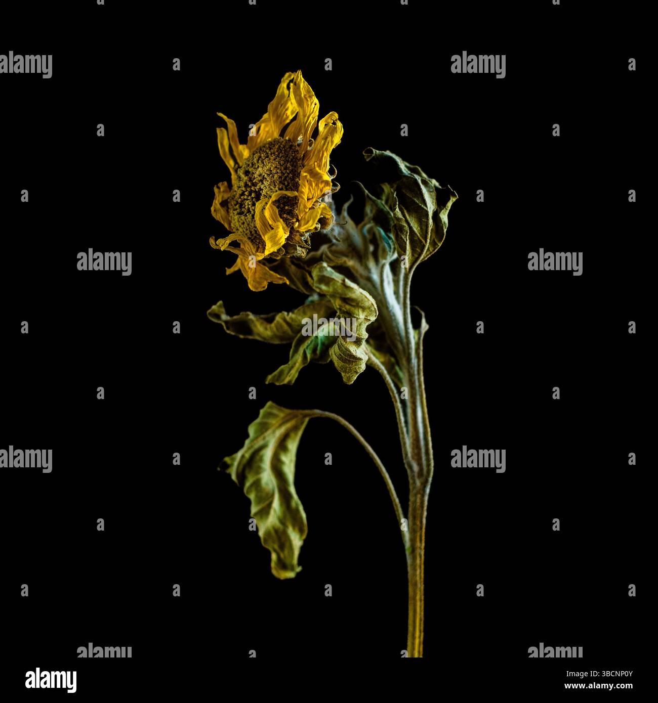 Dried sunflower reveals intricate details against dark background ...