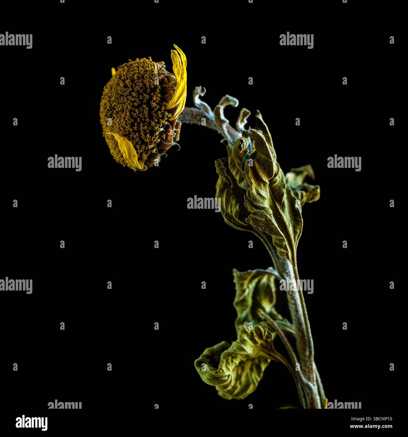 Dried sunflower reveals intricate details against dark background ...