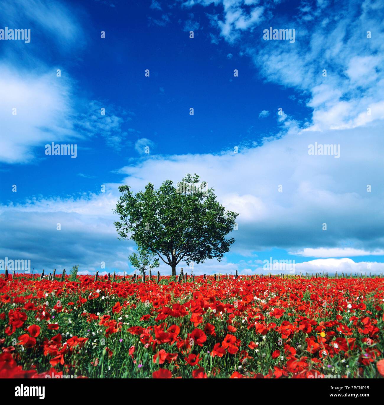 Poppies flowers blue sky clouds hi-res stock photography and images - Alamy