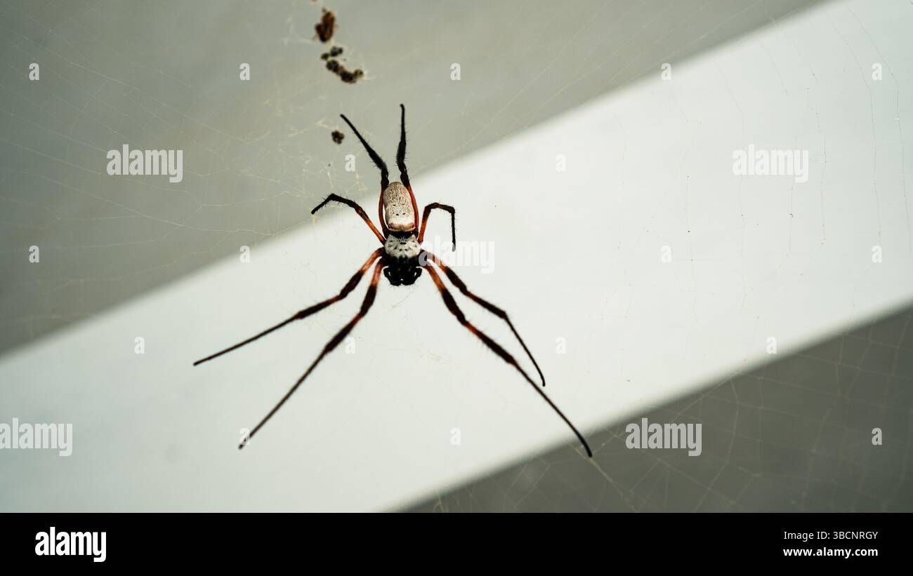 Spider hanging on its web isolated on a wall background Stock Photo - Alamy