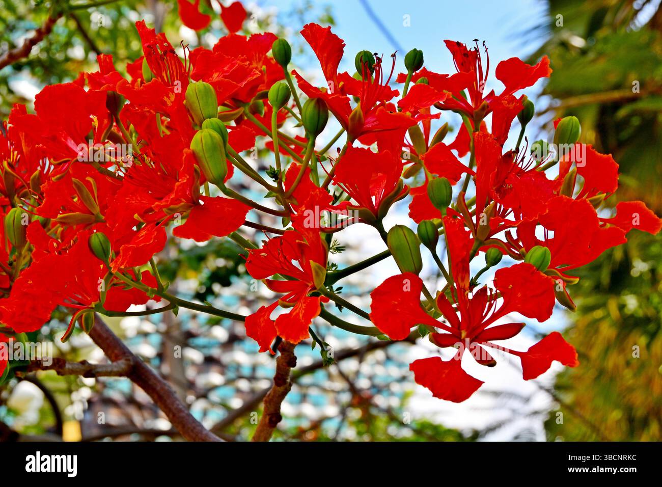 Phoenix flowers are in full bloom in Sanya City, southernmost China's ...