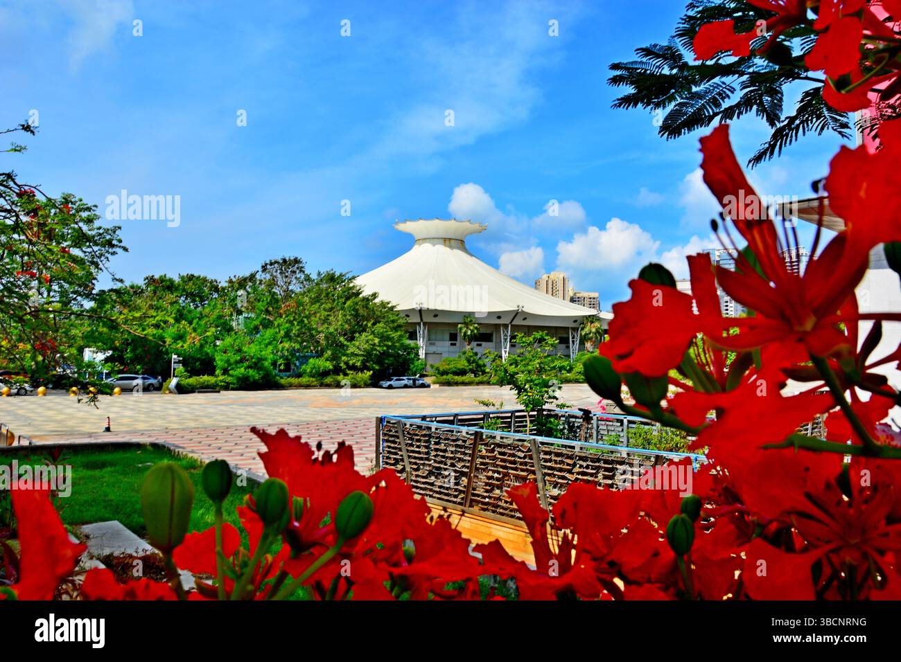 Phoenix flowers are in full bloom in Sanya City, southernmost China's ...