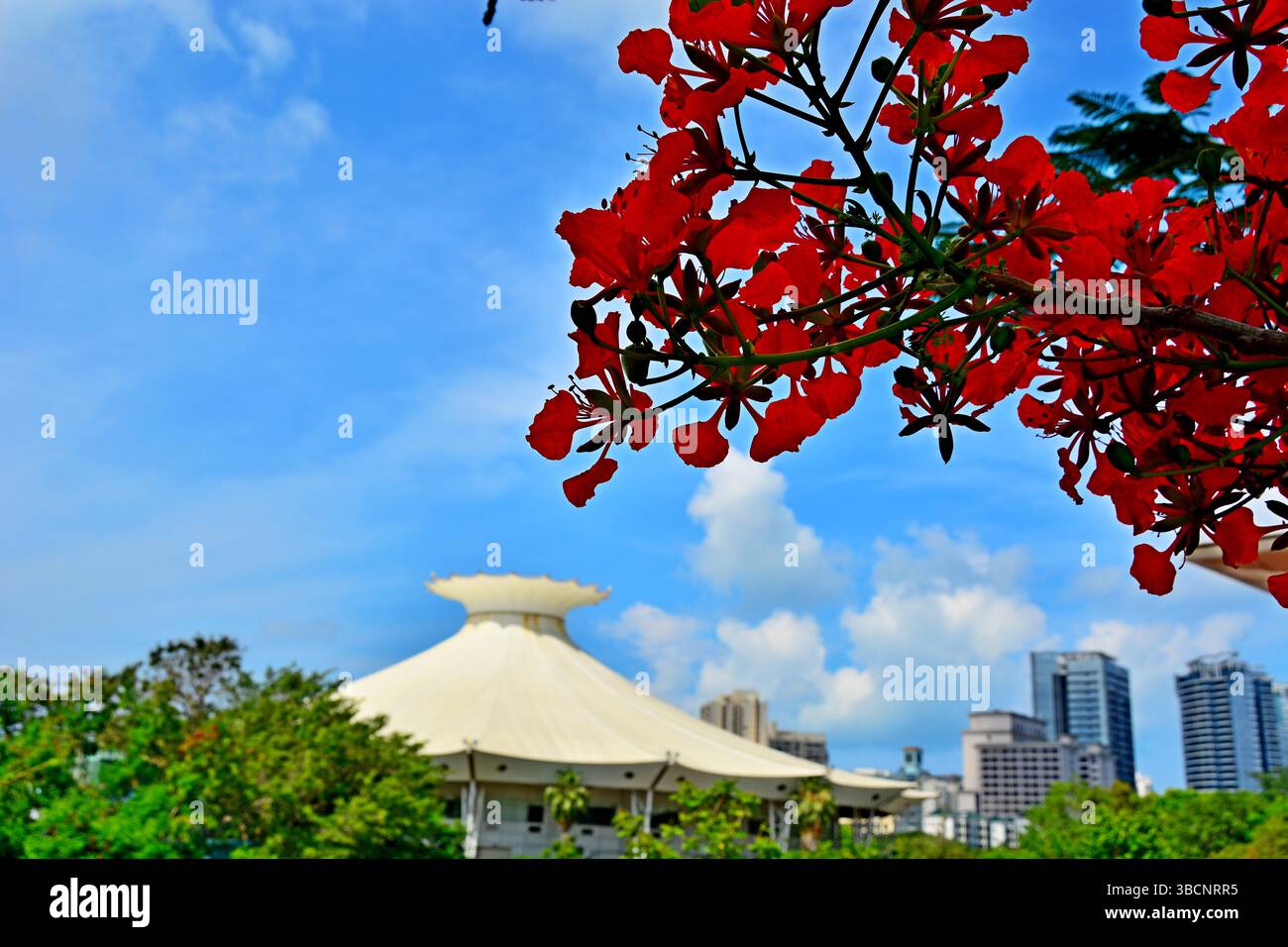 Phoenix flowers are in full bloom in Sanya City, southernmost China's ...