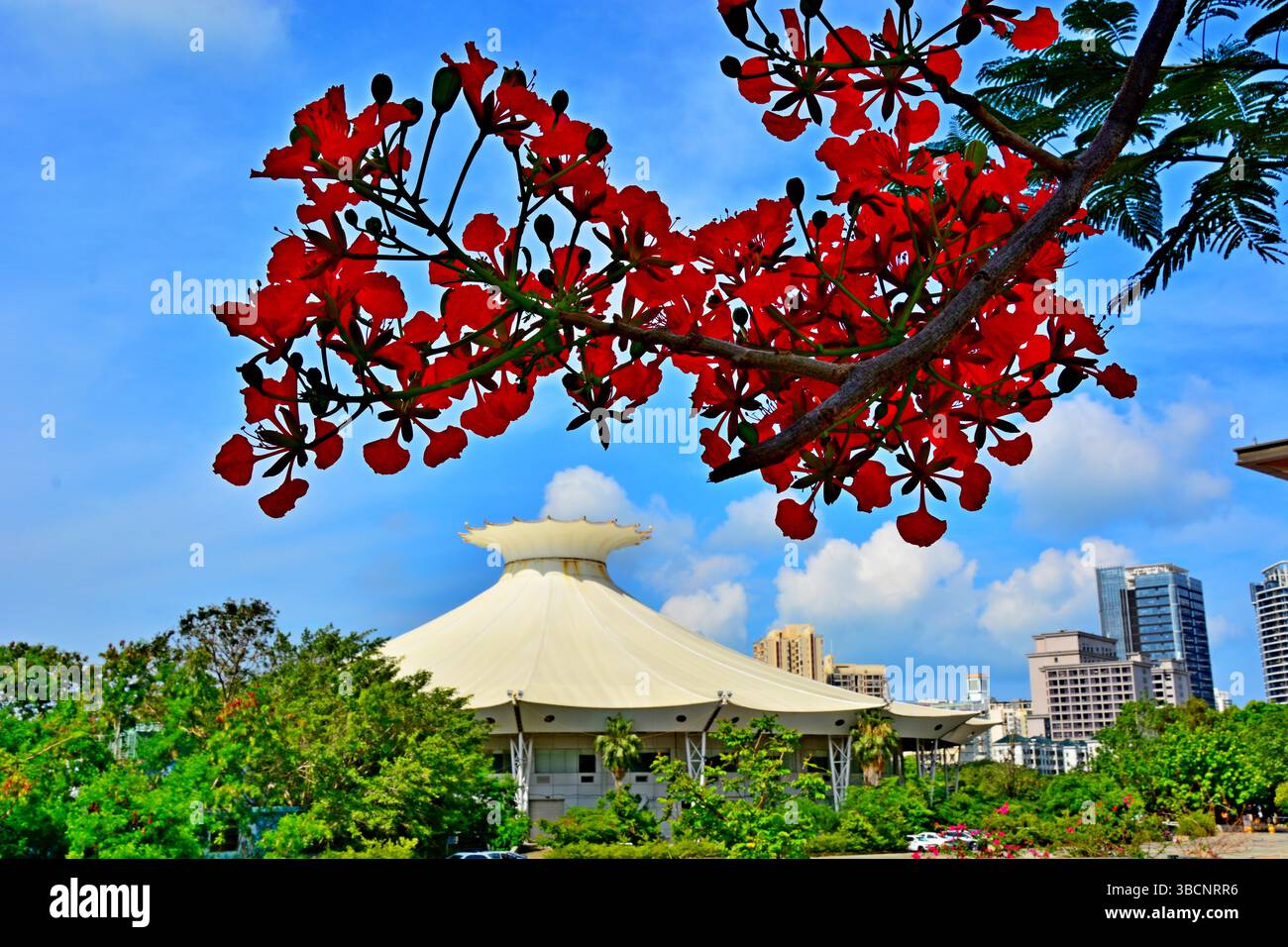 Phoenix flowers are in full bloom in Sanya City, southernmost China's ...