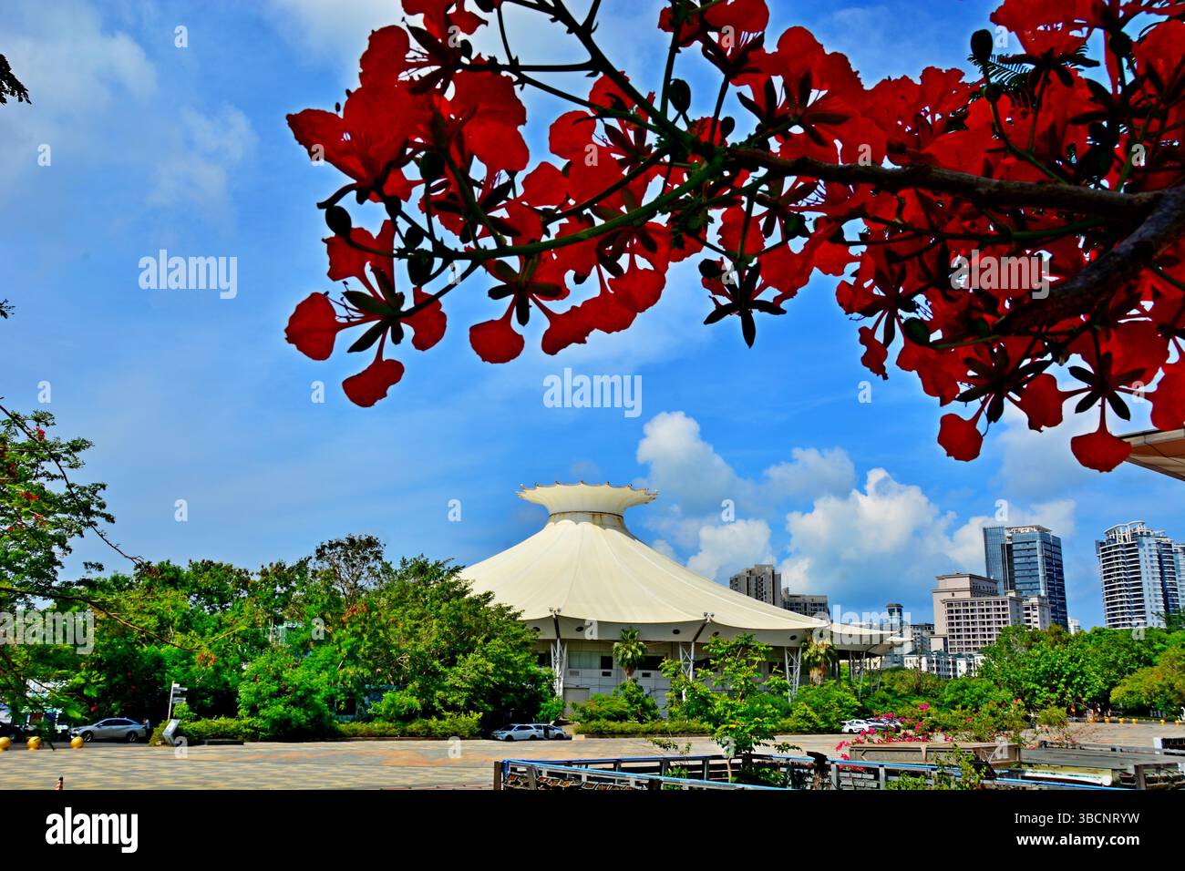 Phoenix flowers are in full bloom in Sanya City, southernmost China's ...