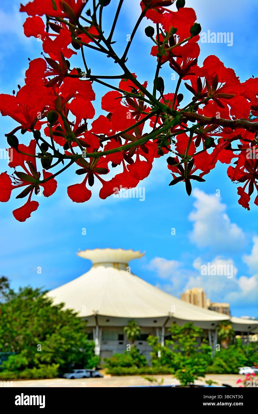 Phoenix flowers are in full bloom in Sanya City, southernmost China's ...