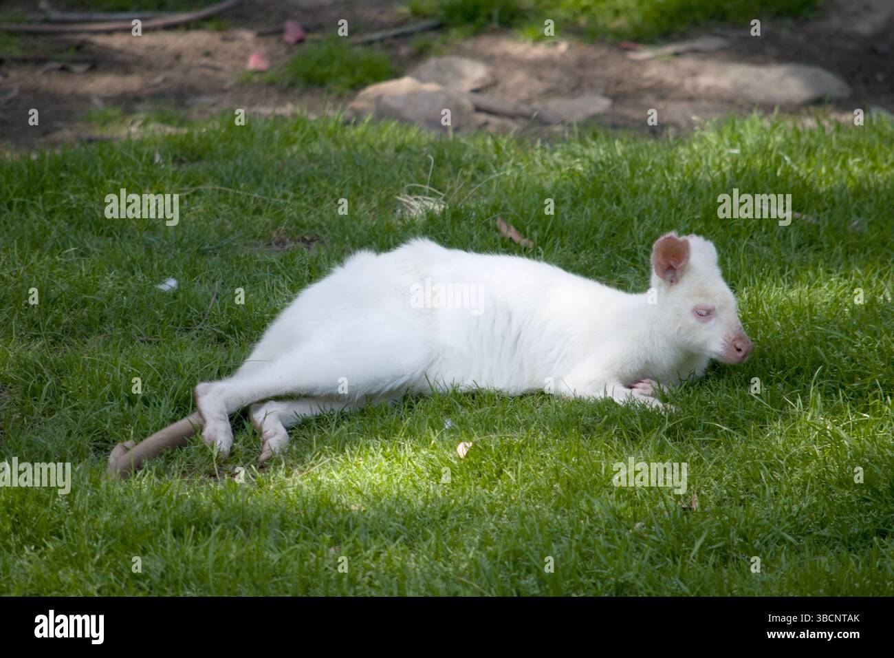 The albino wallaby has a white body with pink ears, nose, eyes and ...