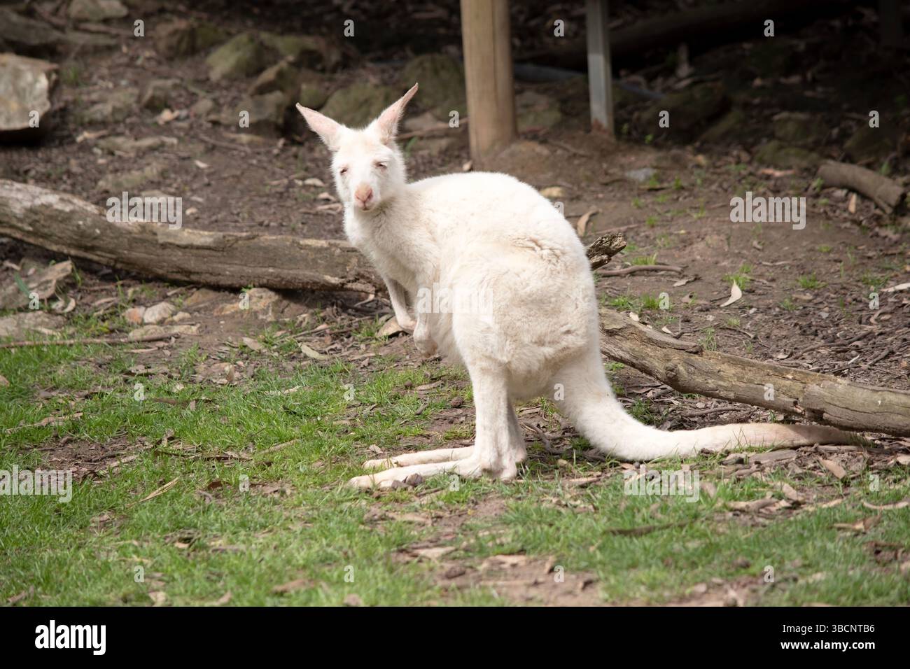 The albino wallaby has a white body with pink ears, nose, eyes and ...
