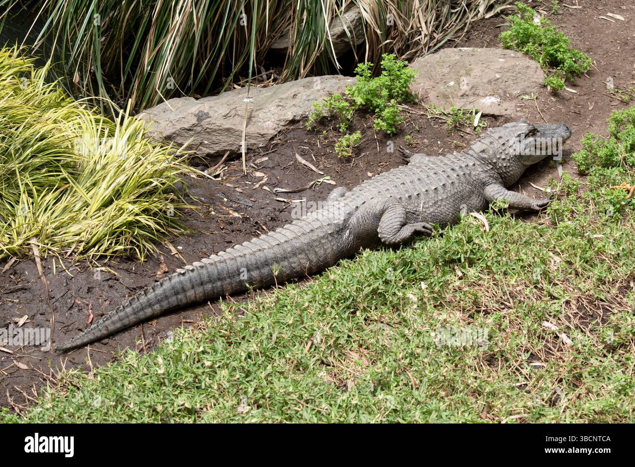 Alligators have a long, rounded snout that has upward facing nostrils ...
