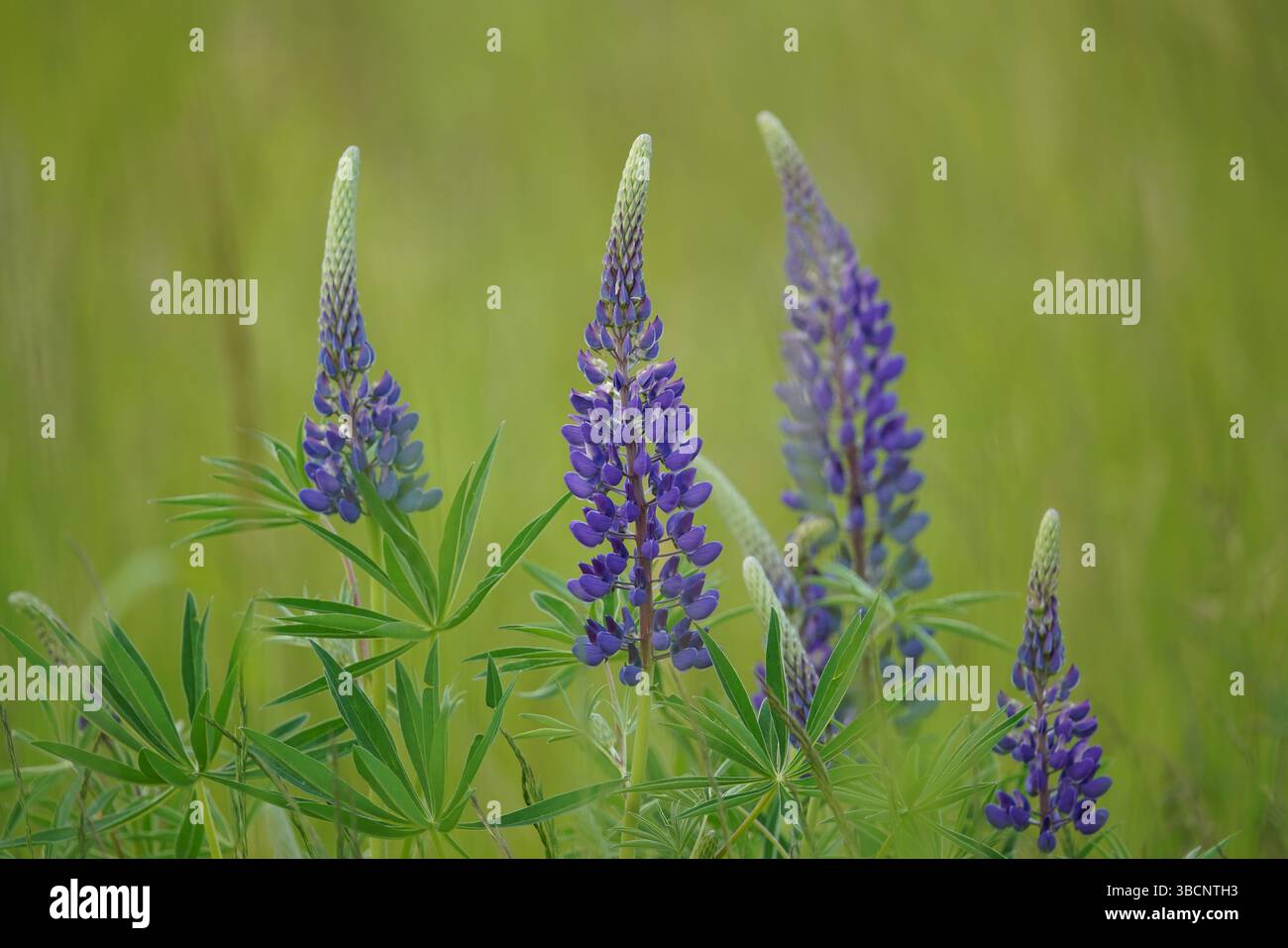 Lupinie hi-res stock photography and images - Alamy