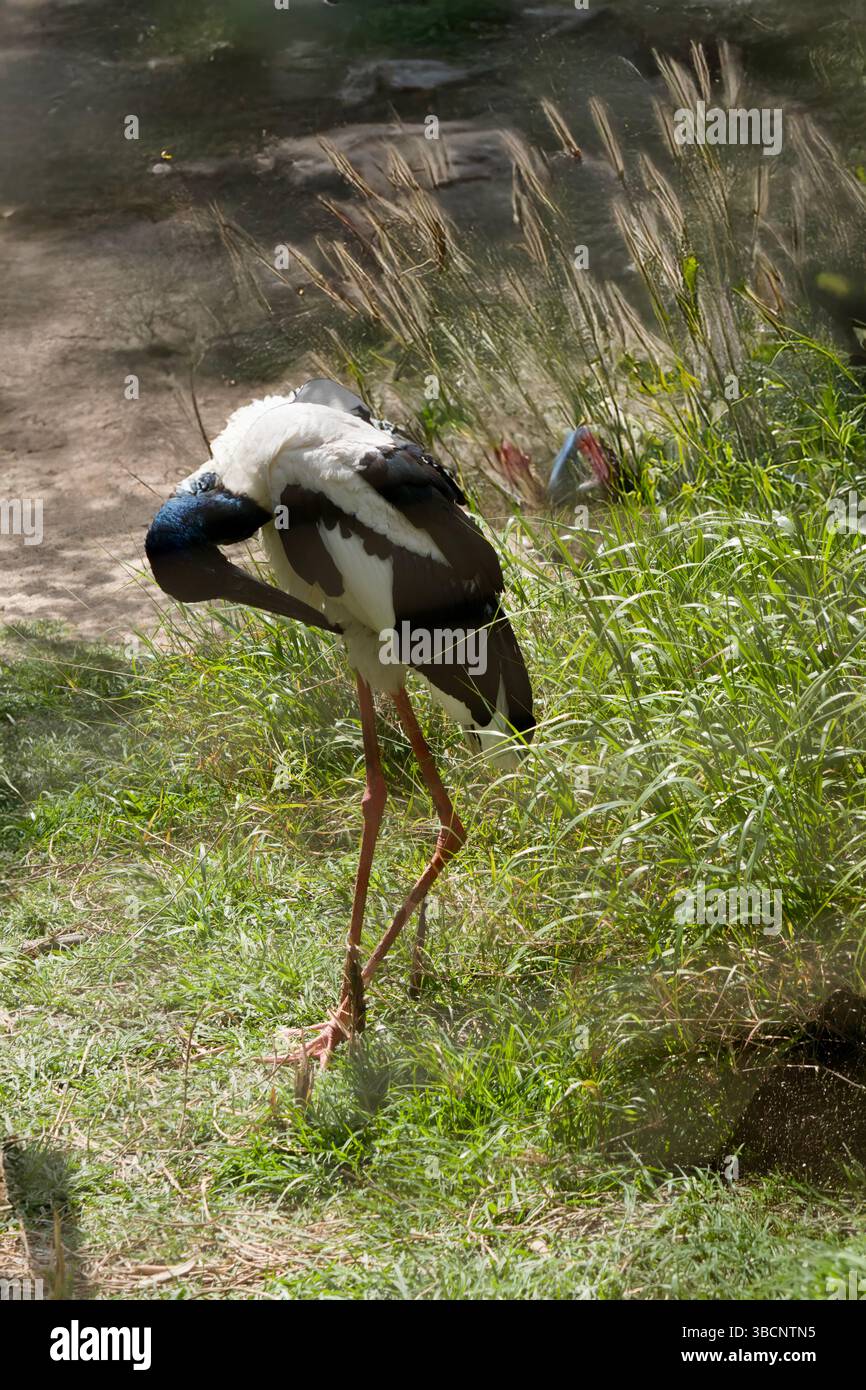 The head and neck of a jabiru is black with an iridescent green and ...