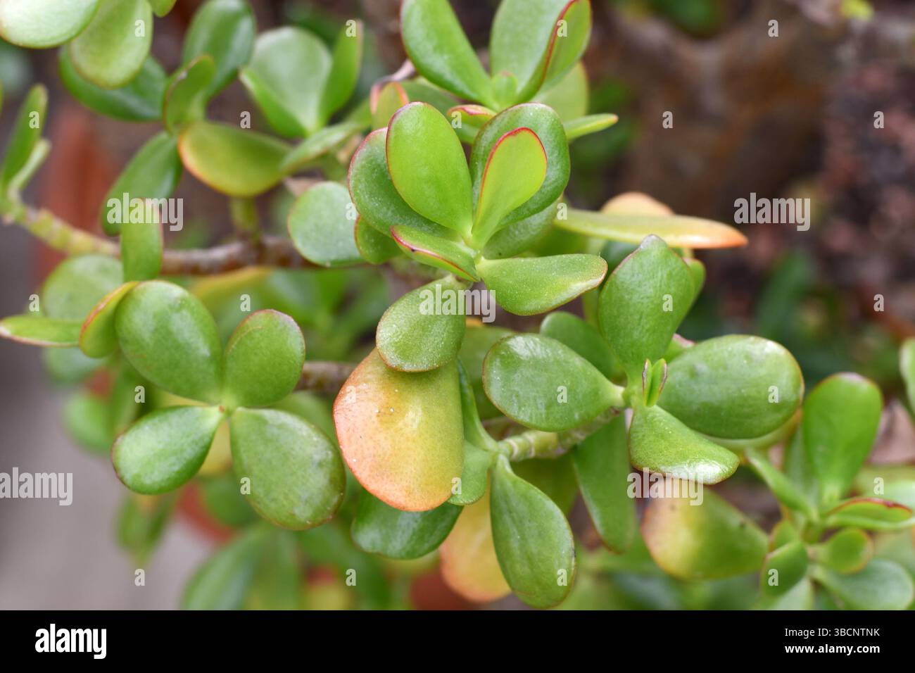 Close up of thick leaves of 'Crassula Ovata' Jade plant Stock Photo - Alamy