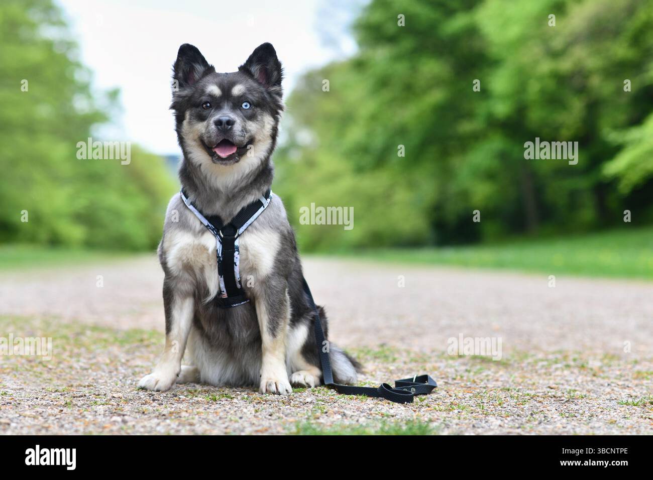 Cute French Bulldog x Siberian Husky dog mix with Y shaped harness ...