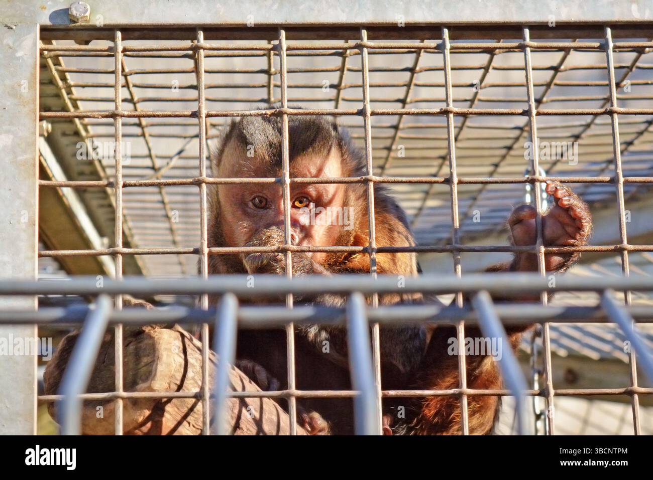 Capuchin monkey ins mall cage behind bars Stock Photo - Alamy