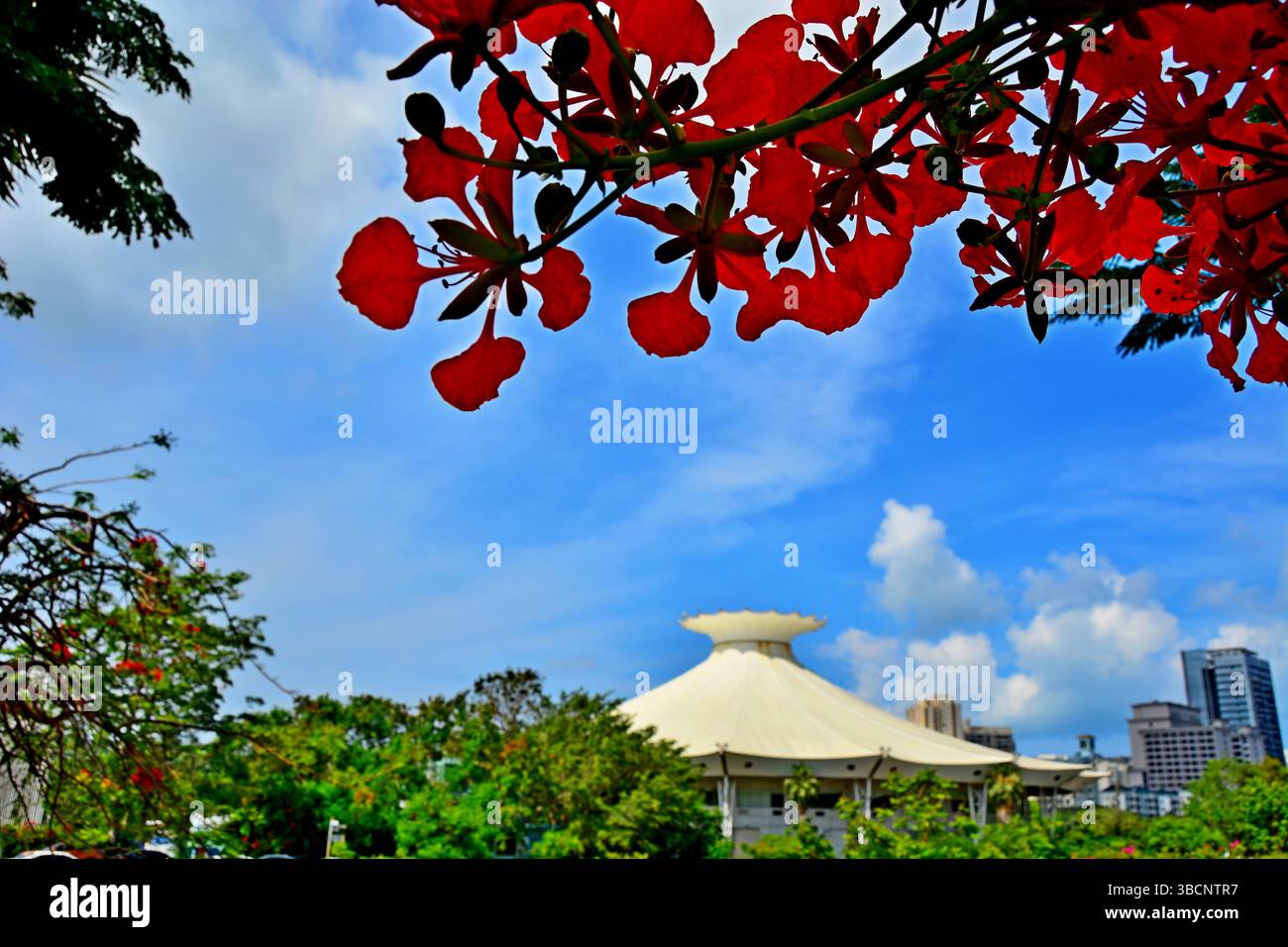 Phoenix flowers are in full bloom in Sanya City, southernmost China's ...