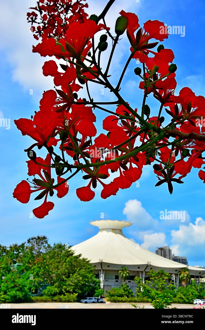 Phoenix flowers are in full bloom in Sanya City, southernmost China's ...