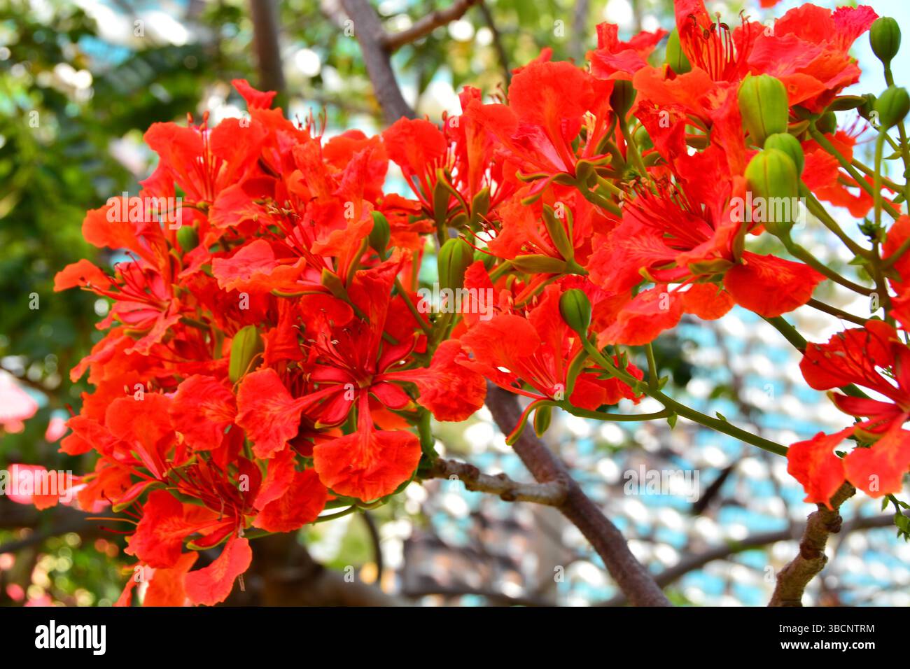 Phoenix flowers are in full bloom in Sanya City, southernmost China's ...