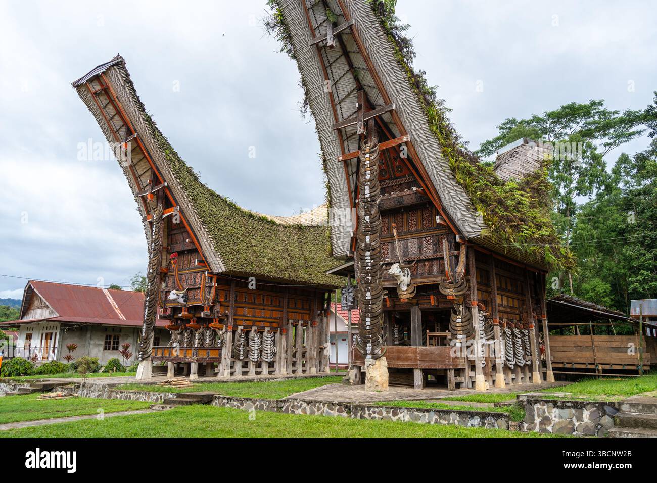 Ornate Tongkonan houses adorned with buffalo horns represent the ...
