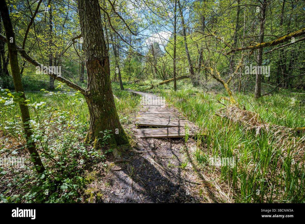 'Belfont' nature reserve. Beautiful spring forest. Wooden path in the ...