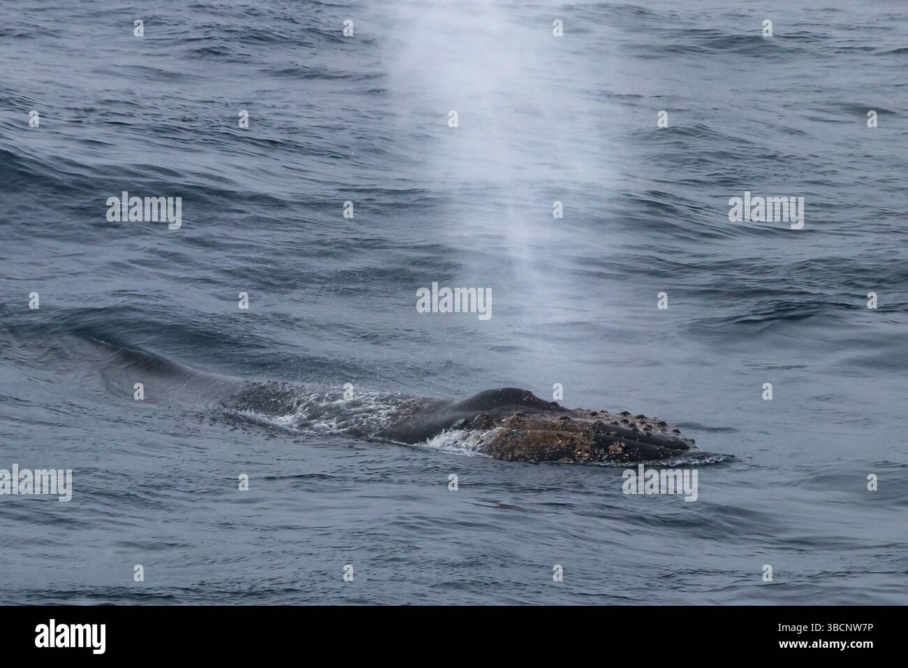 Humpback whale (Megaptera novaeangliae) blowing on ocean surface, near ...