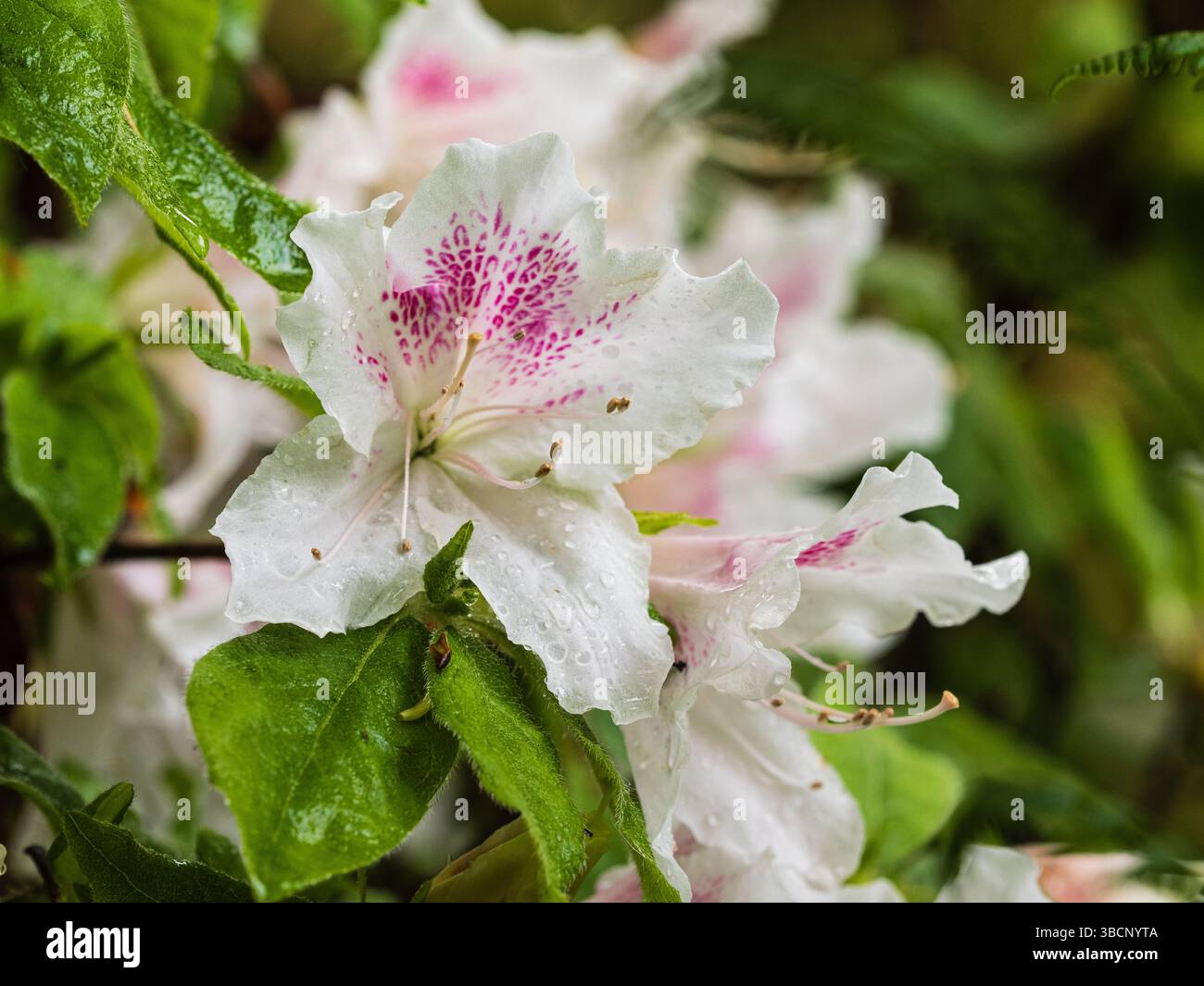 Red spotted throat inthe white flowers of the evergreen Ryukyu azalea ...