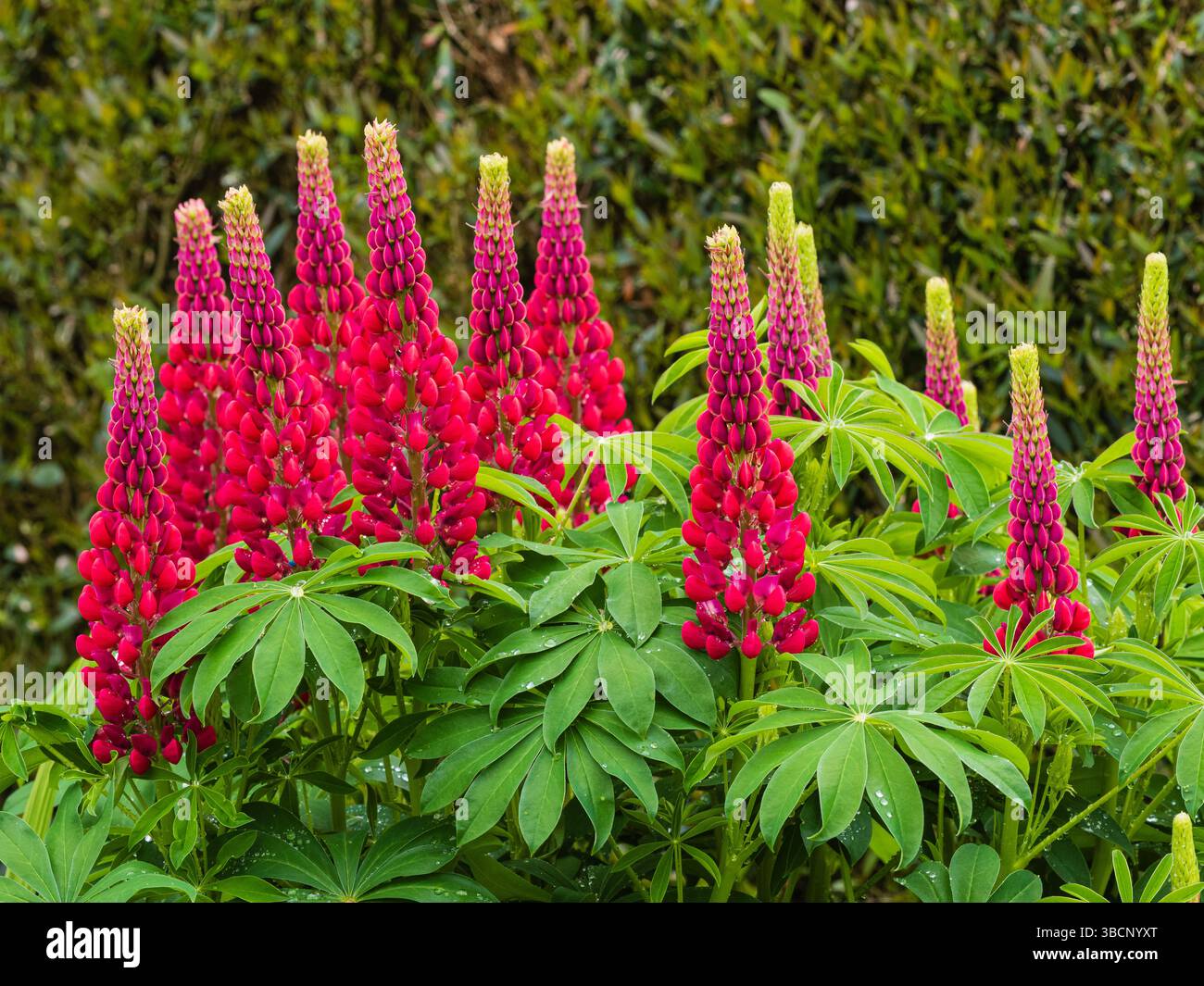 Hardy, red flowered perennial lupin, Lupinus 'The Page' in an early ...