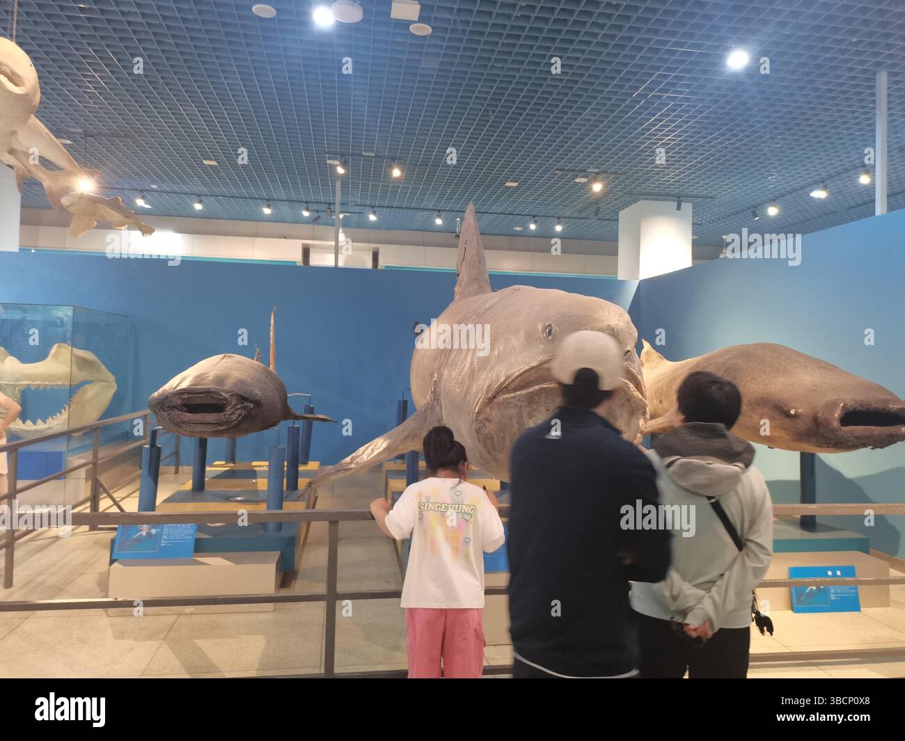 A glimpse of Dalian Natural History Museum in Dalian City, northeast ...
