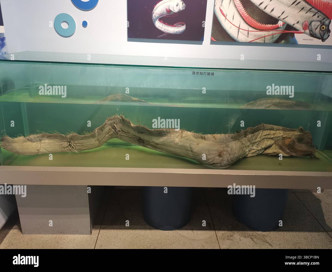 A glimpse of Dalian Natural History Museum in Dalian City, northeast ...