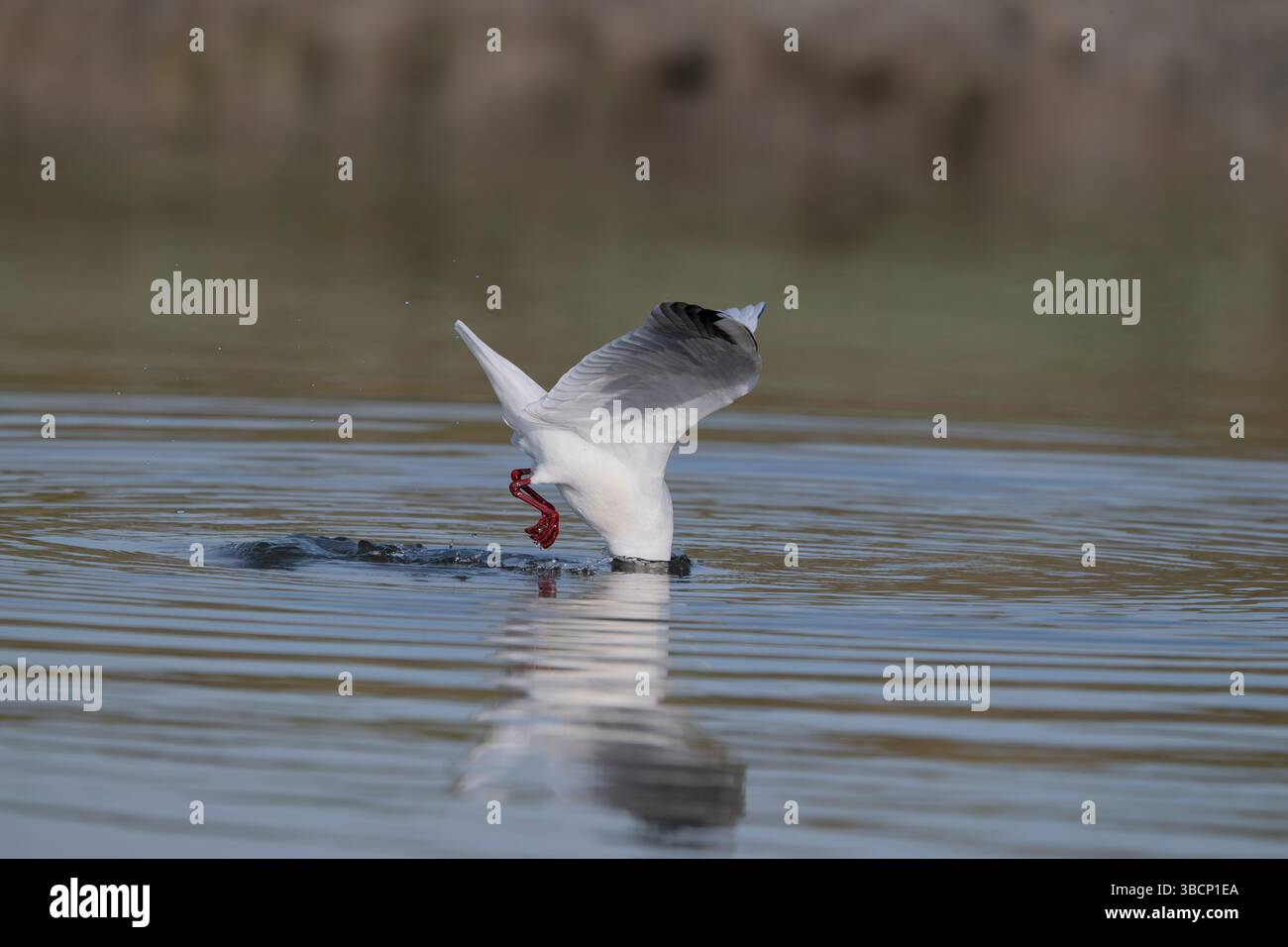 Black-headed gull, Chroicocephalus ridibundus, single bird diving for ...