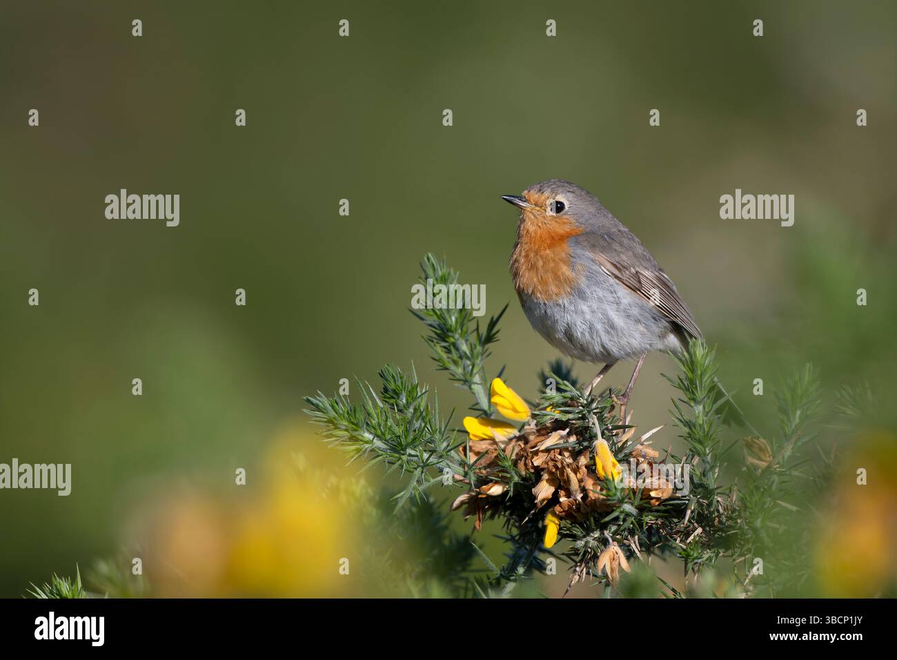 Robin, Erithacus rubecula, single bird on gorse, Wales, May 2025 Stock ...