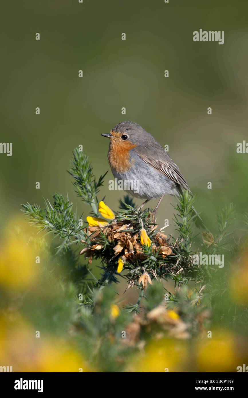Robin, Erithacus rubecula, single bird on gorse, Wales, May 2025 Stock ...