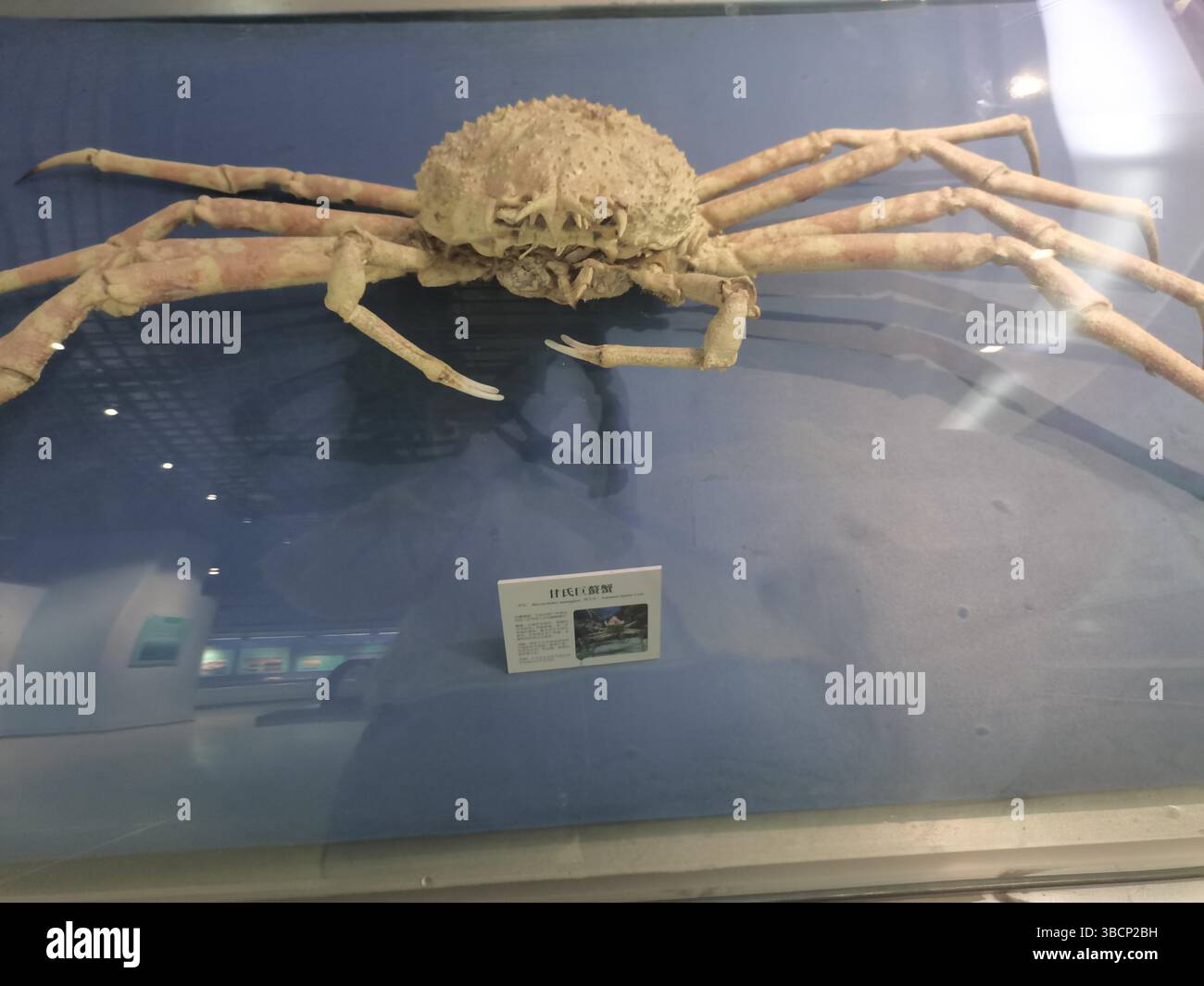 A glimpse of Dalian Natural History Museum in Dalian City, northeast ...