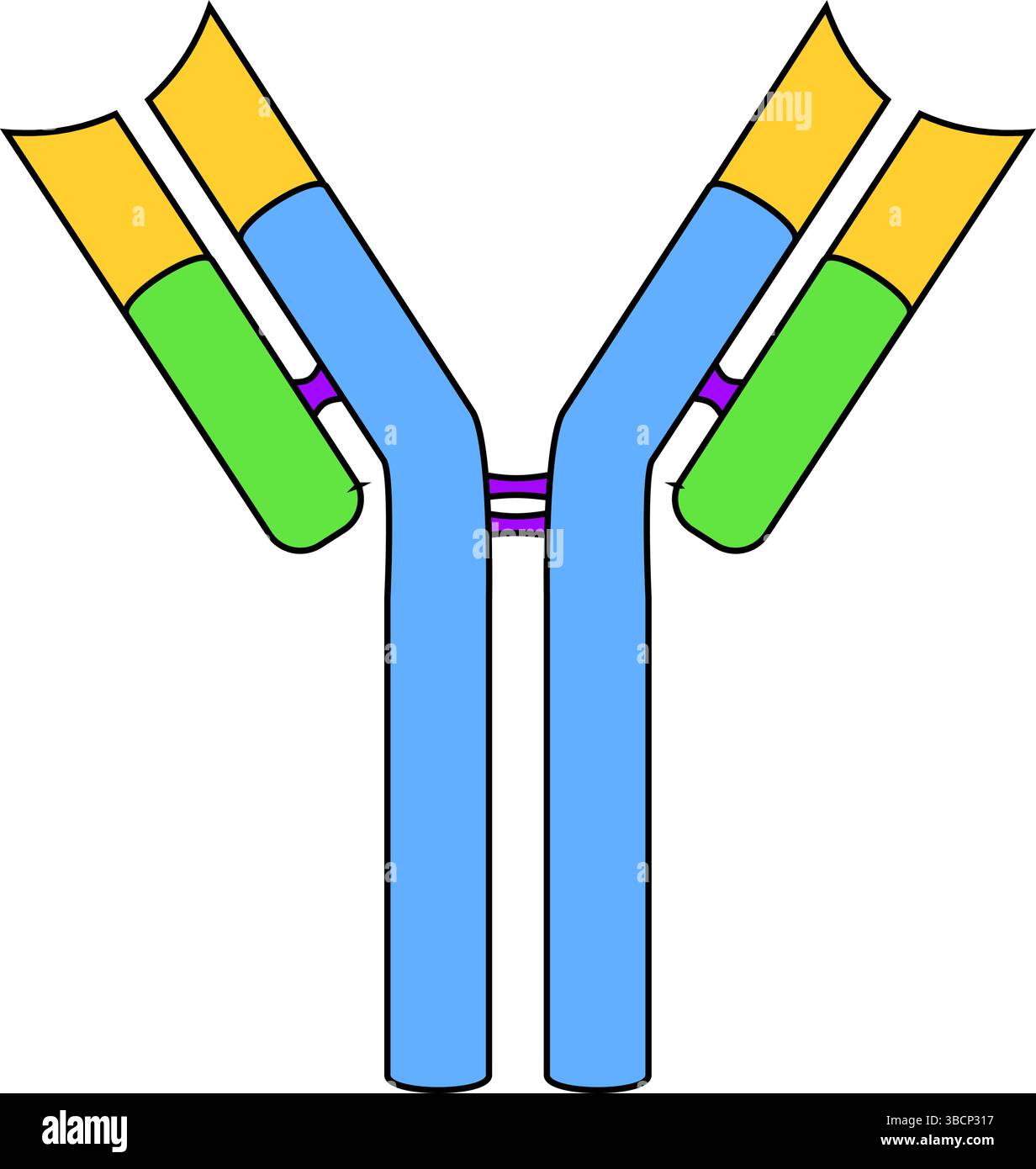 Antibody molecule icon. Sign of an immunoglobulin. Symbol of IgE. Concept isolated on white ...