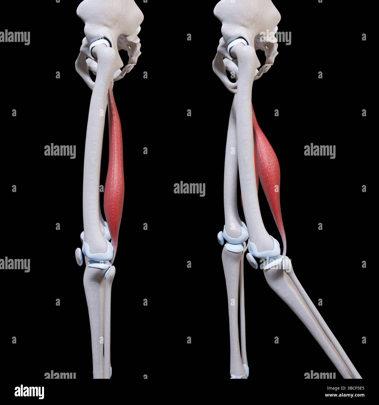 This 3d illustration shows the semimembranosus muscle movement Stock ...