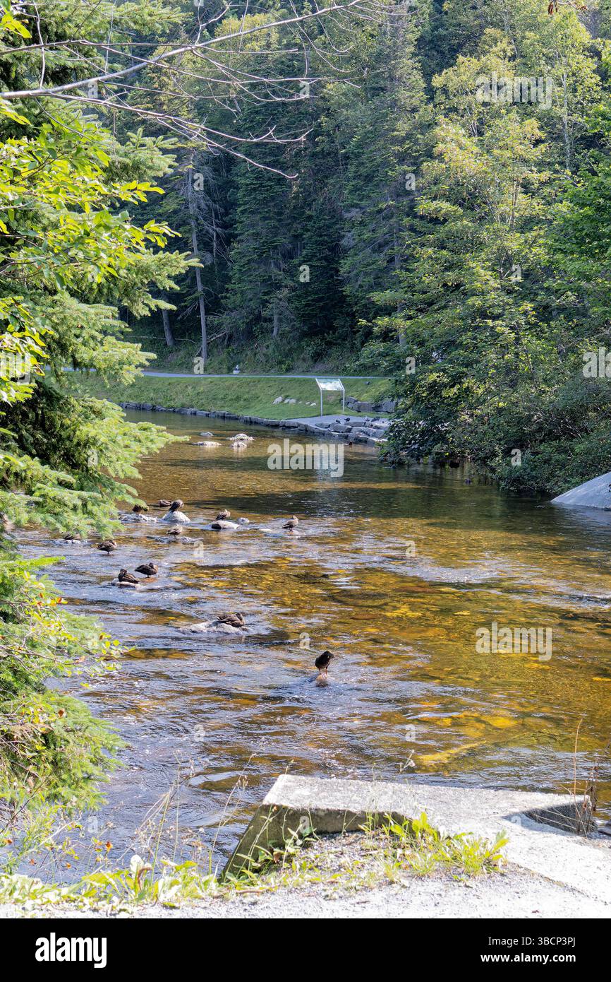 Corner brook paper mill hi-res stock photography and images - Alamy