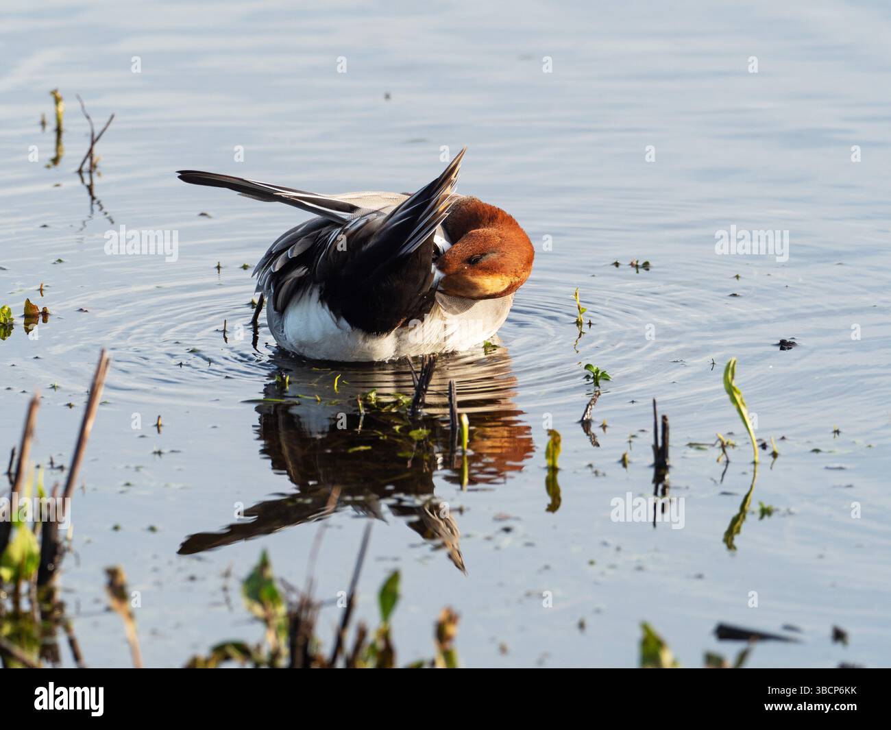 Eurasian wigeon Anas penelope male preening in a pool, Catcott Lows ...