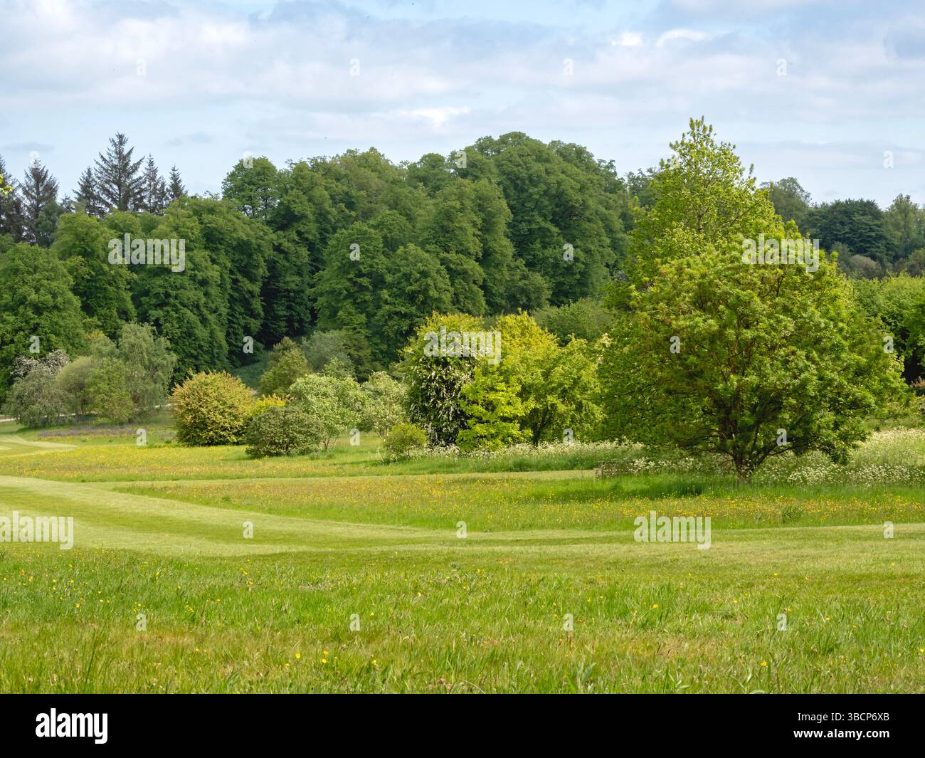 Meadow green grass flowers hi-res stock photography and images - Alamy