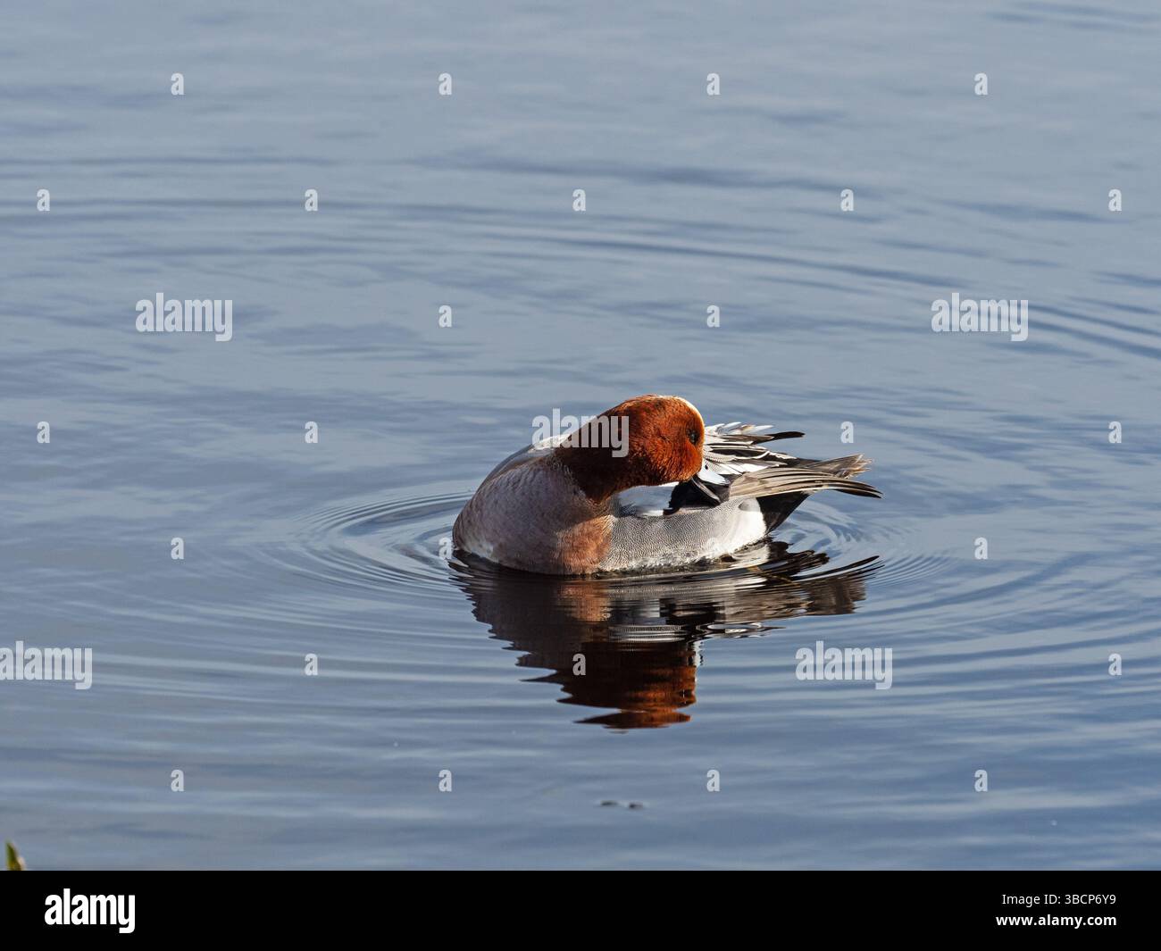 Eurasian wigeon Anas penelope male preening, Catcott Lows Nature ...