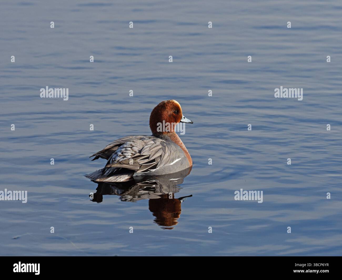 Eurasian wigeon Anas penelope male, Catcott Lows Nature Reserve ...
