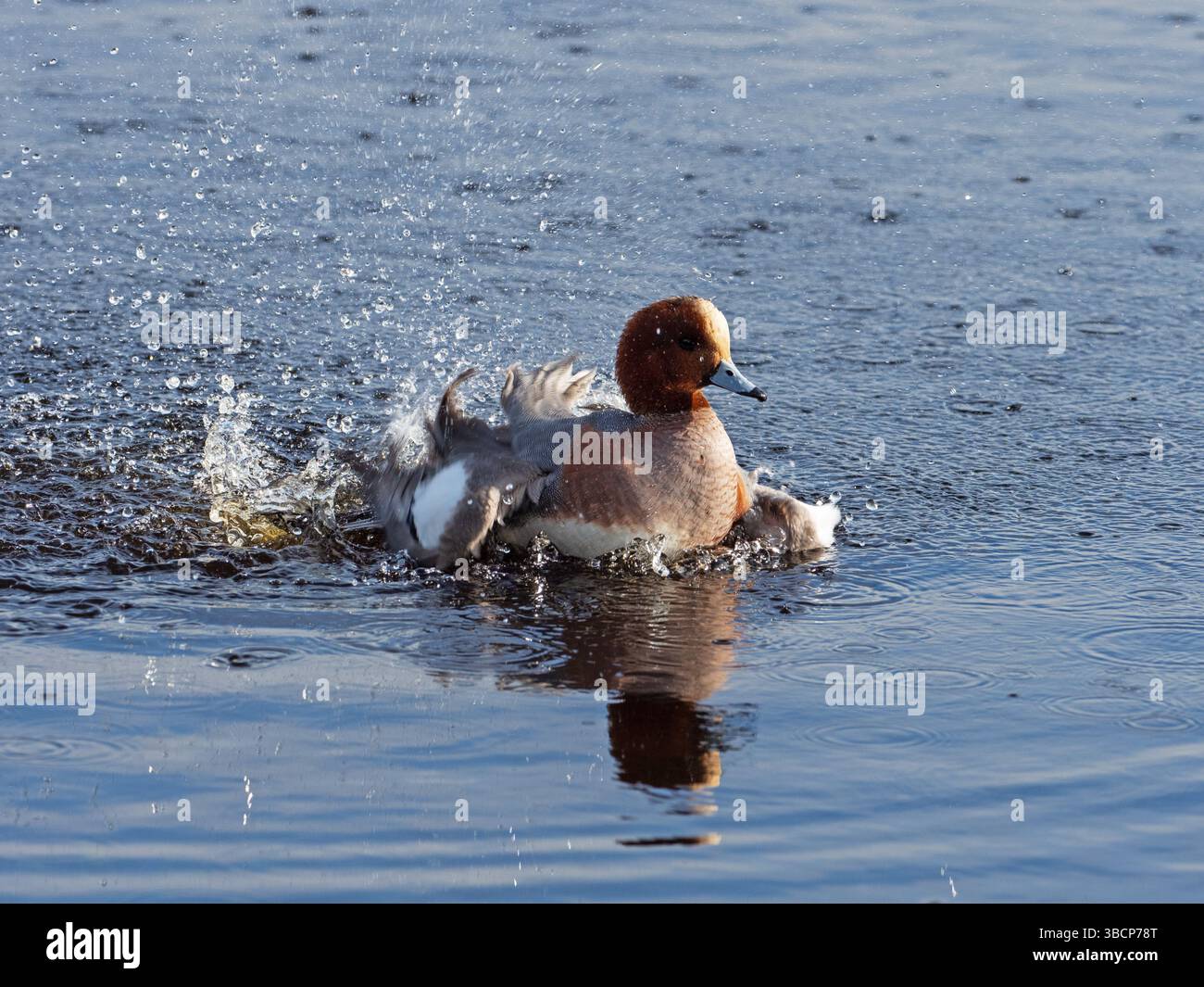 Eurasian wigeon Anas penelope male bathing, Catcott Lows Nature Reserve, Somerset Wildlife Trust ...