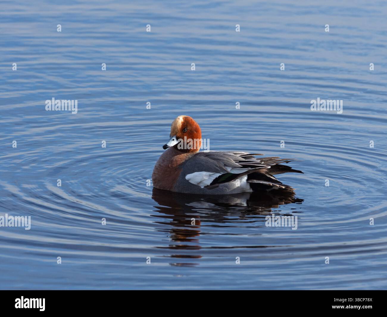 Eurasian wigeon Anas penelope male bathing, Catcott Lows Nature Reserve ...