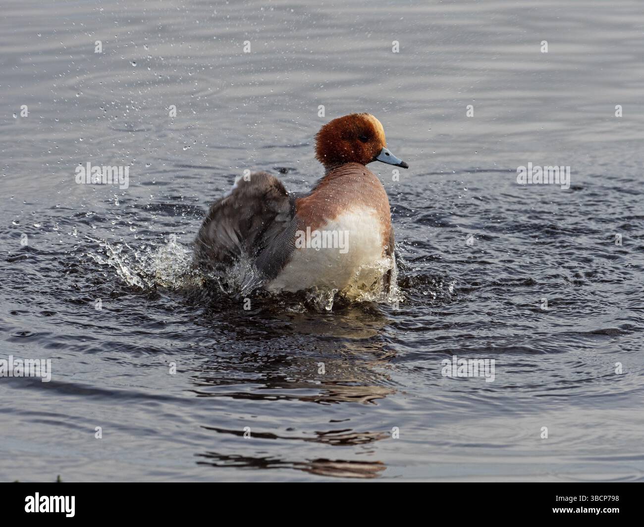 Eurasian wigeon Anas penelope male bathing, Catcott Lows Nature Reserve, Somerset Wildlife Trust ...