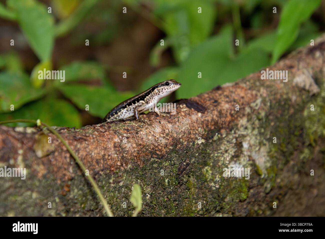 Spotted Forest Skink (Sphenomorphus maculatus Stock Photo - Alamy