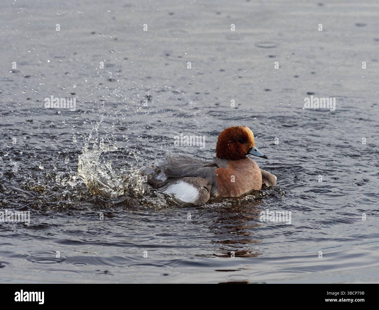 Eurasian wigeon Anas penelope male bathing, Catcott Lows Nature Reserve, Somerset Wildlife Trust ...