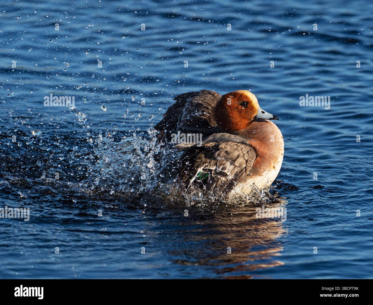 Eurasian wigeon Anas penelope male bathing in a pool, Catcott Lows Nature Reserve, Somerset ...