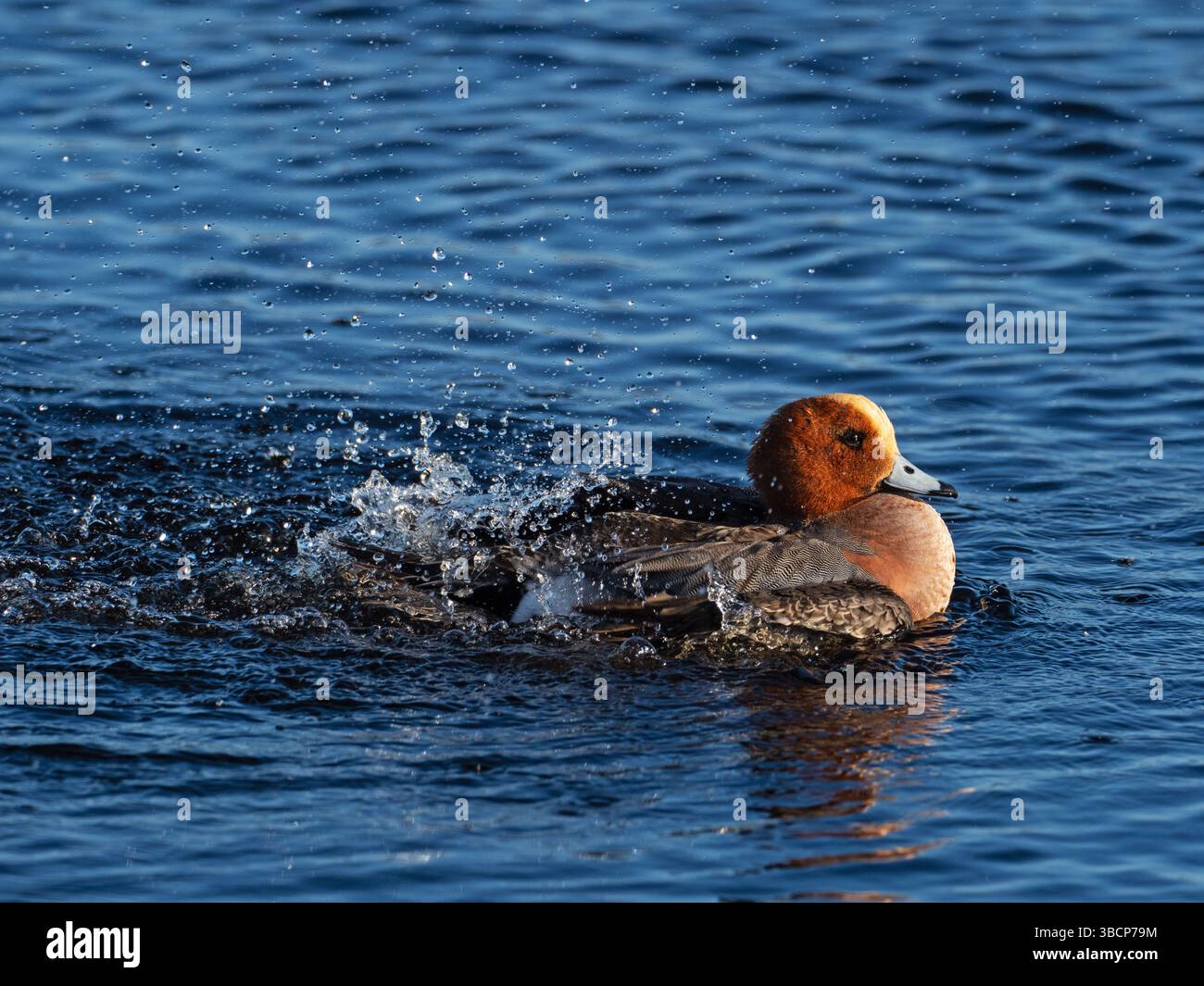 Eurasian wigeon Anas penelope male bathing in a pool, Catcott Lows Nature Reserve, Somerset ...