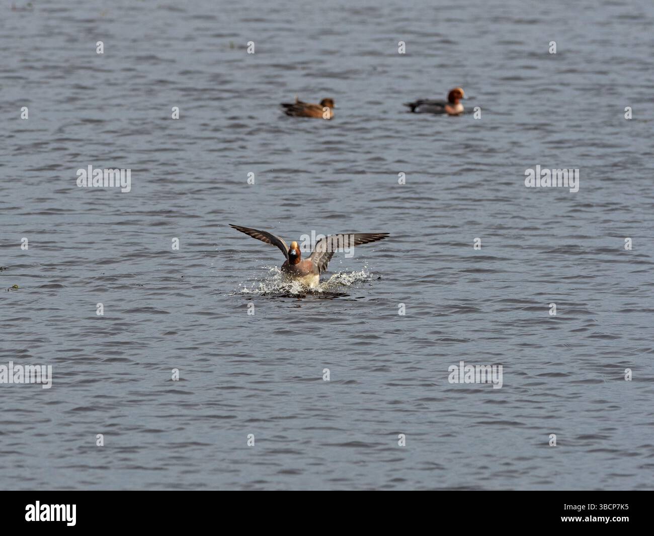 Eurasian wigeon Anas penelope male landing, Catcott Lows Nature Reserve, Somerset Wildlife Trust ...