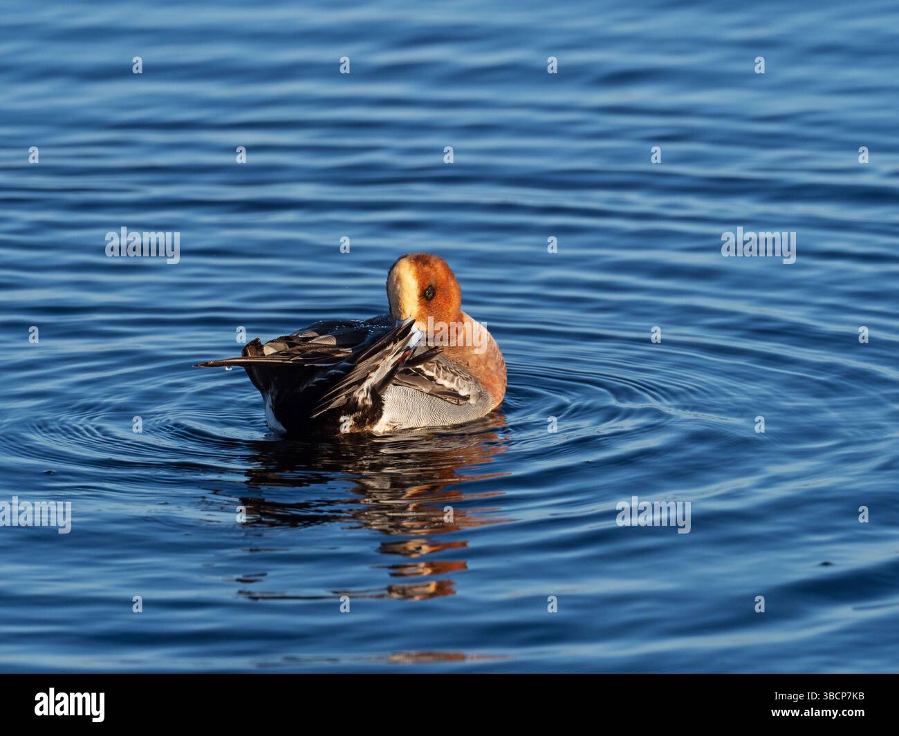 Eurasian wigeon Anas penelope male preening in a pool, Catcott Lows ...