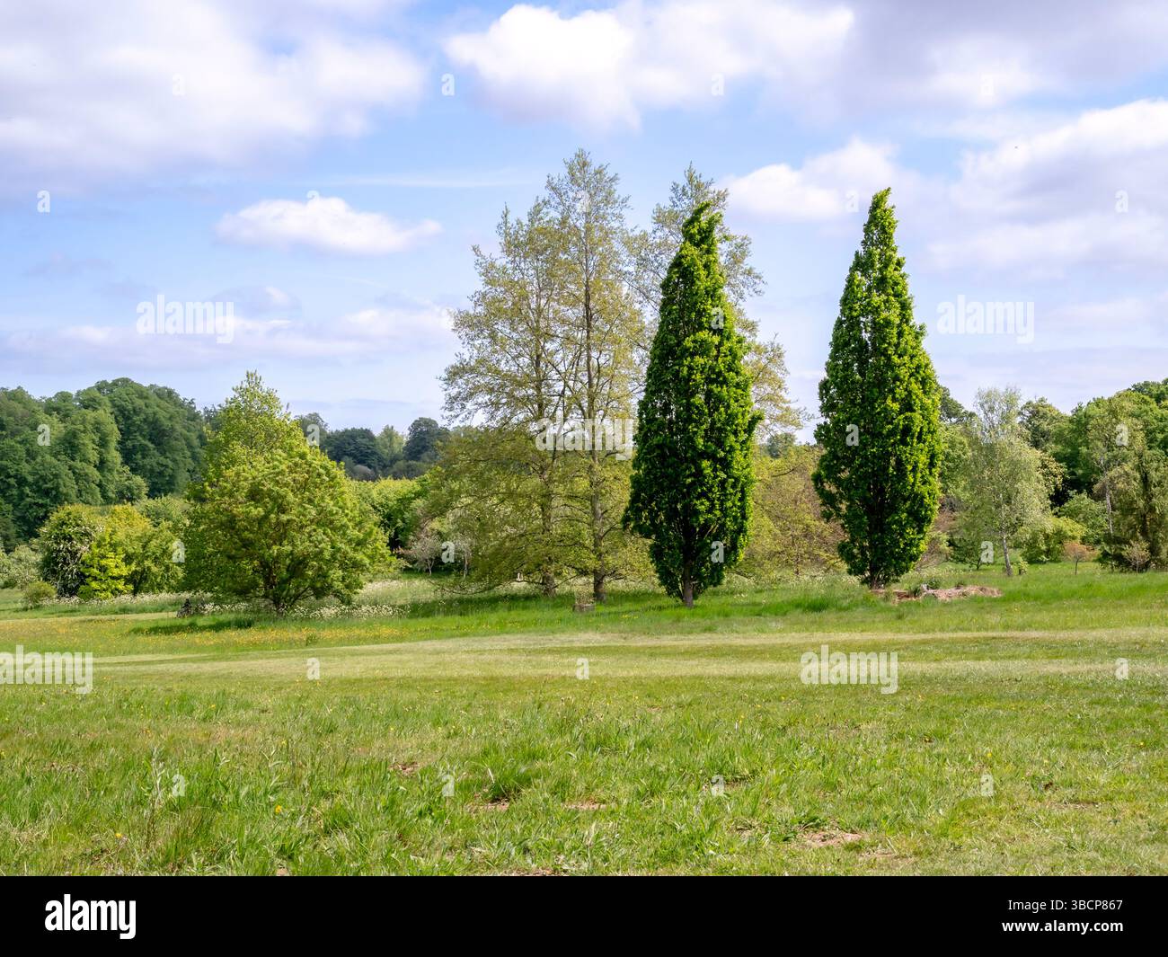 Park with green meadow and trees with summer foliage Stock Photo - Alamy