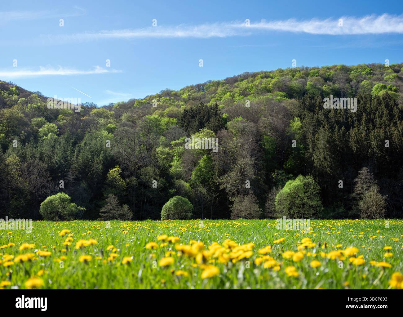 fresh spring leaves and field with dandelions within nature park ...